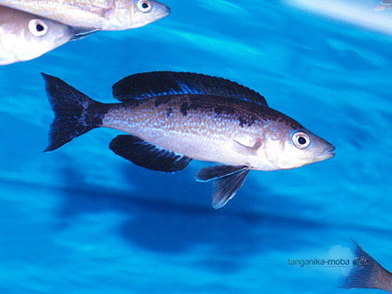 cyprichromis | Tanganika Moba