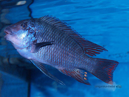 Petrochromis sp. texas Longola