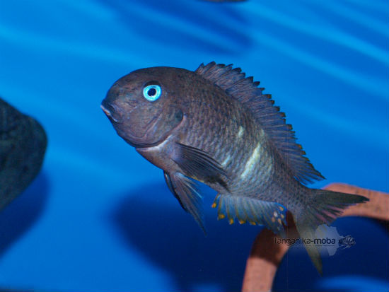 Tropheus Kongwe green Congo